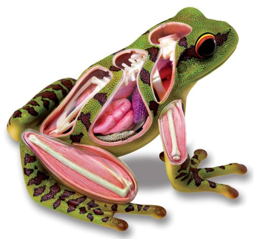 Anatomia Żaby zestaw Vision 4D ZABAWKOWNIA